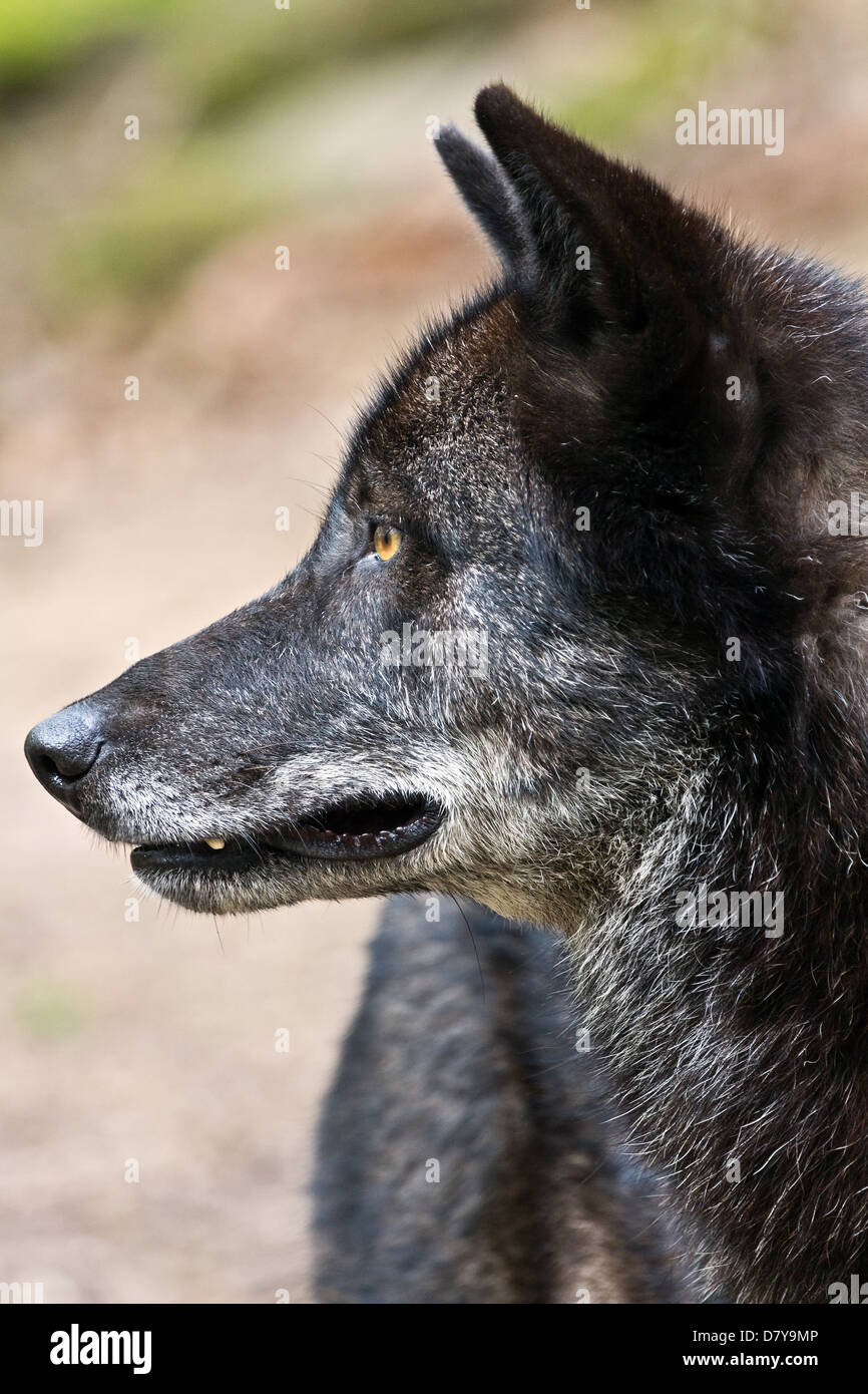 Timber wolf animal profile view hi-res stock photography and images - Alamy