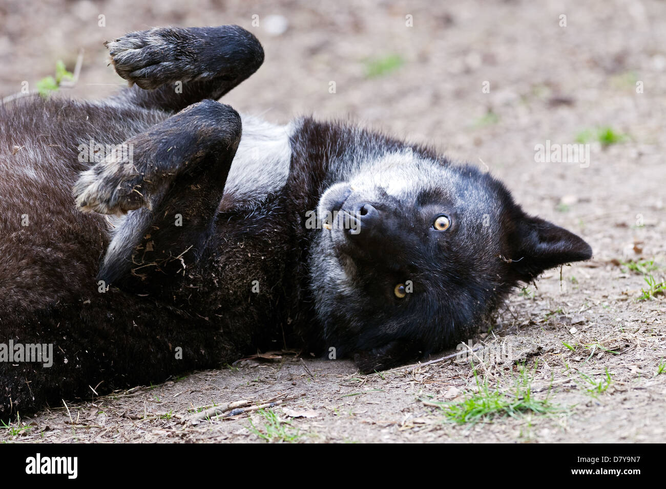 Wolf rolling ground hi-res stock photography and images - Alamy