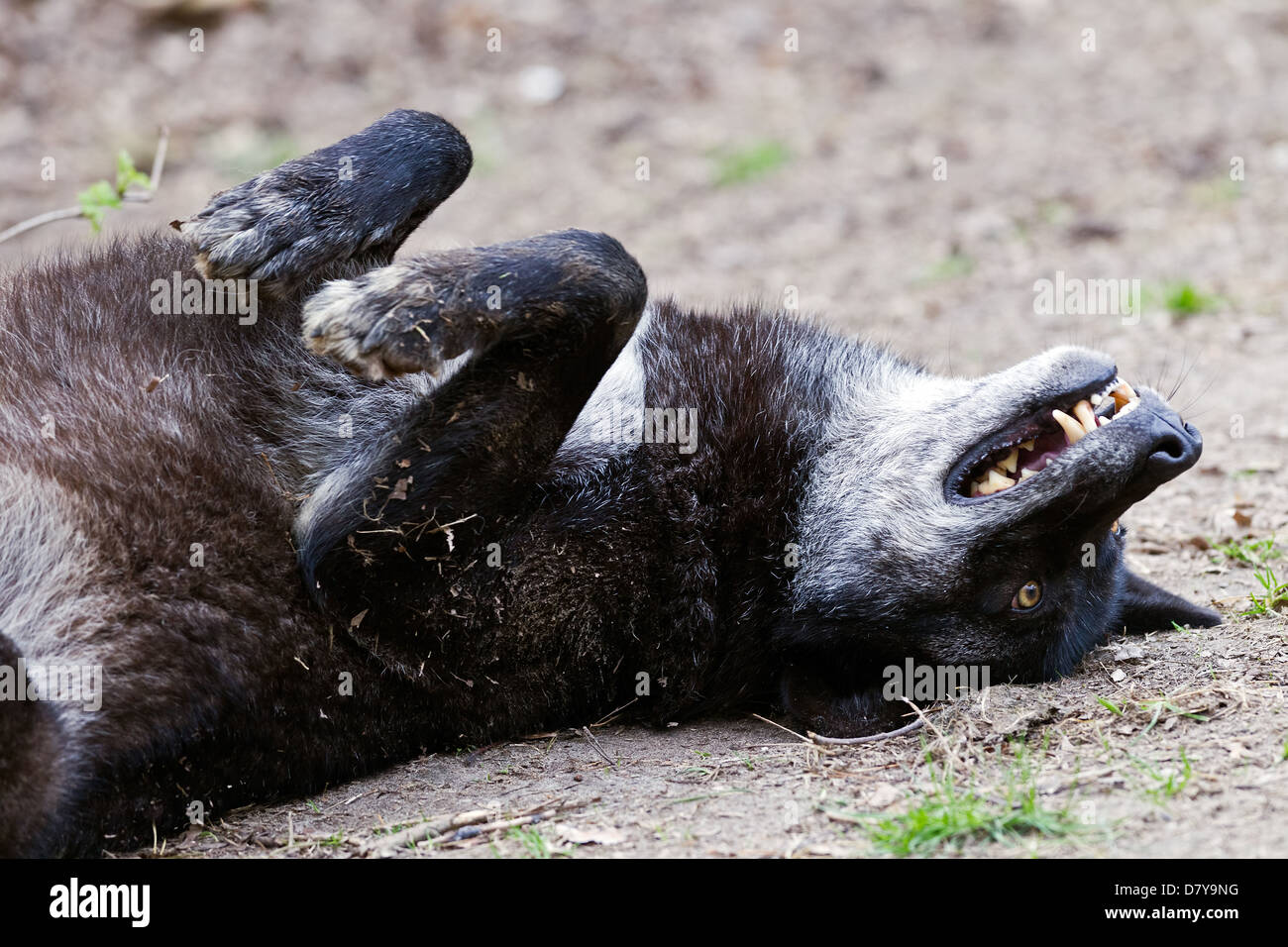 Wolf rolling ground hi-res stock photography and images - Alamy