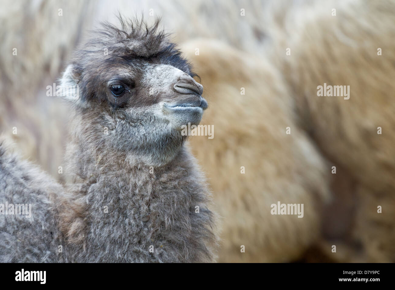 Two camel heads hi-res stock photography and images - Alamy