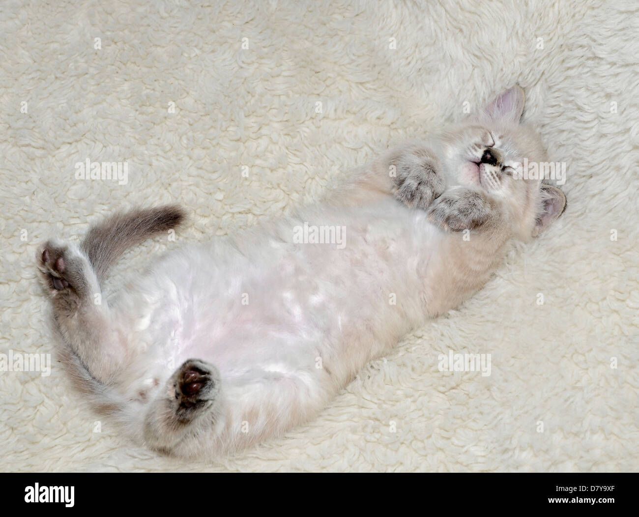A cute Siamese, Balinese mixed breed kitten sleeping on his back with ...