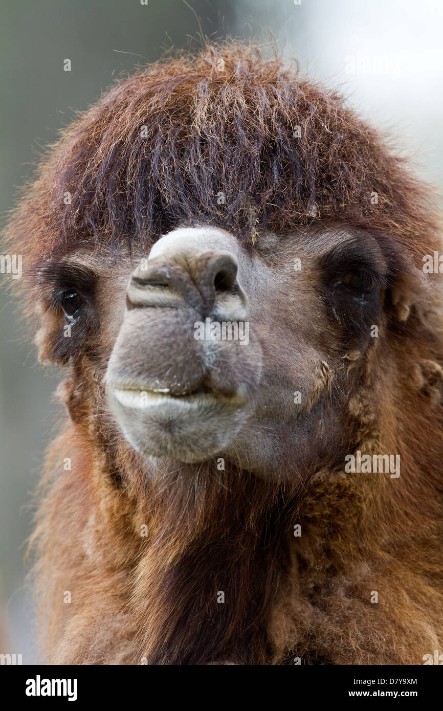 Two camel heads hi-res stock photography and images - Alamy