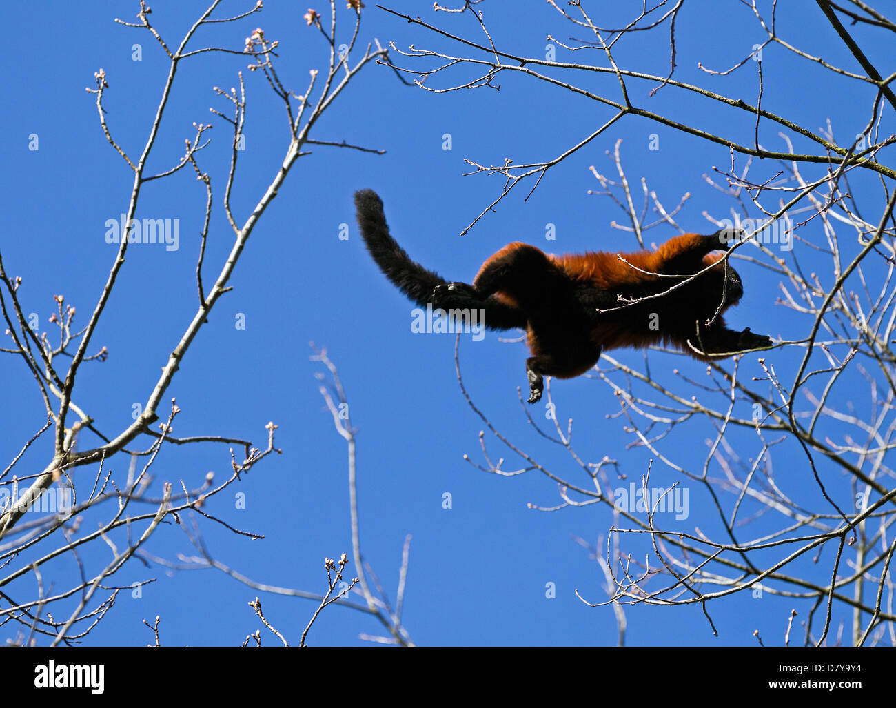 red ruffed lemur Stock Photo - Alamy