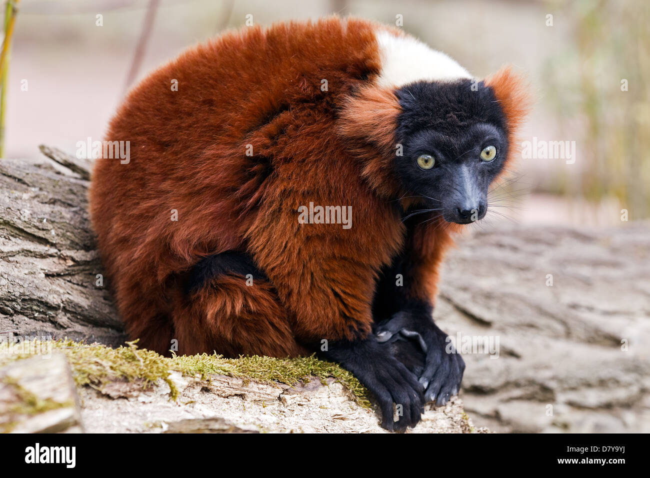 red ruffed lemur Stock Photo - Alamy