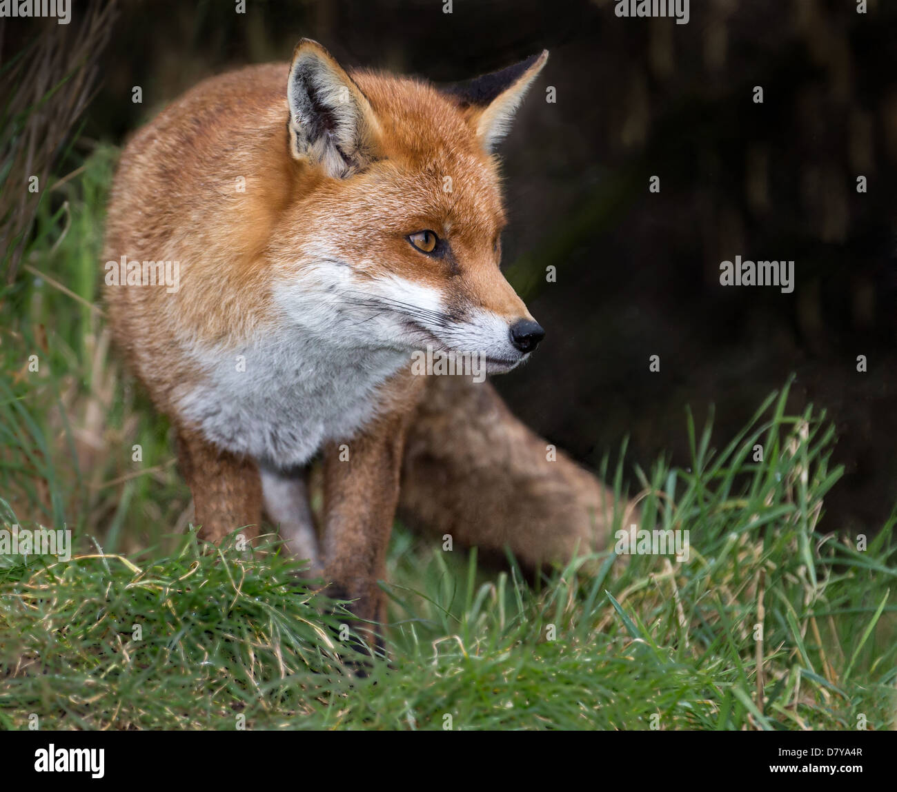 Fox walking hi-res stock photography and images - Alamy