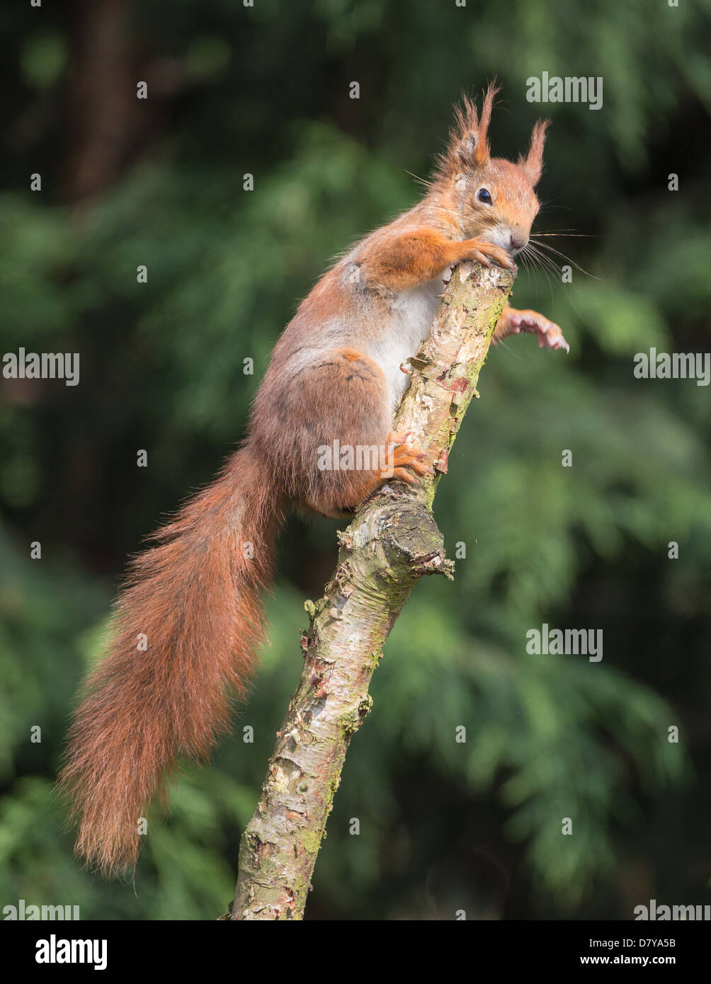 Red squirrel waving Stock Photo - Alamy