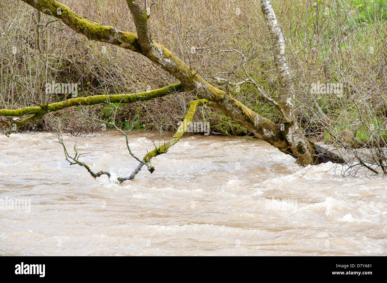Powys, Wales, UK. 15th May 2013. The River Ithon bursts its bank near ...