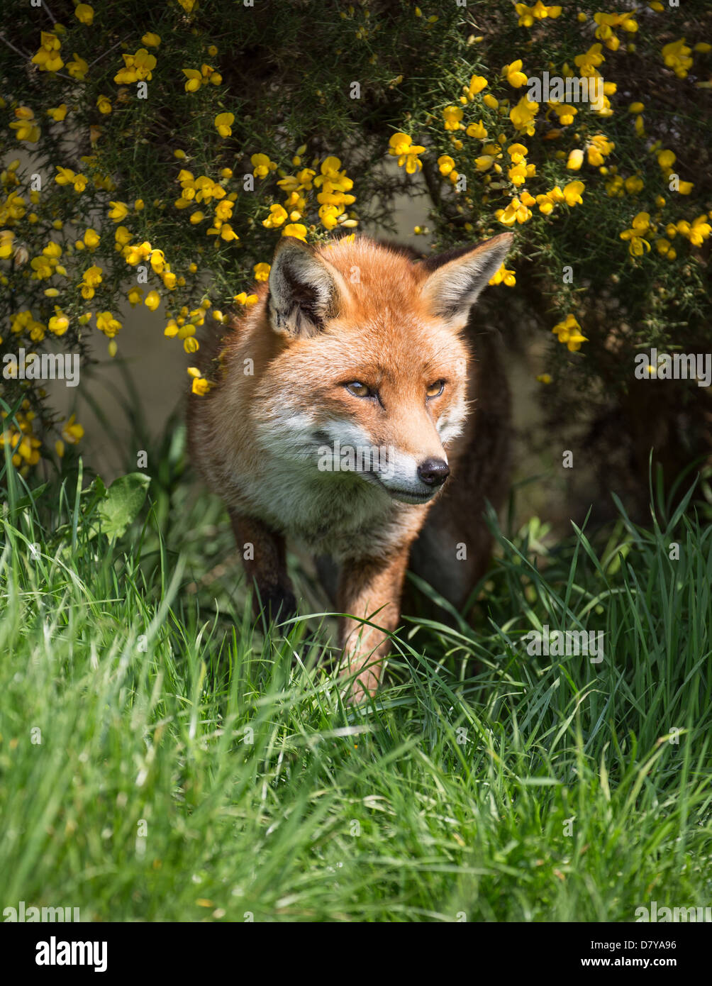 Fox on the prowl Stock Photo - Alamy