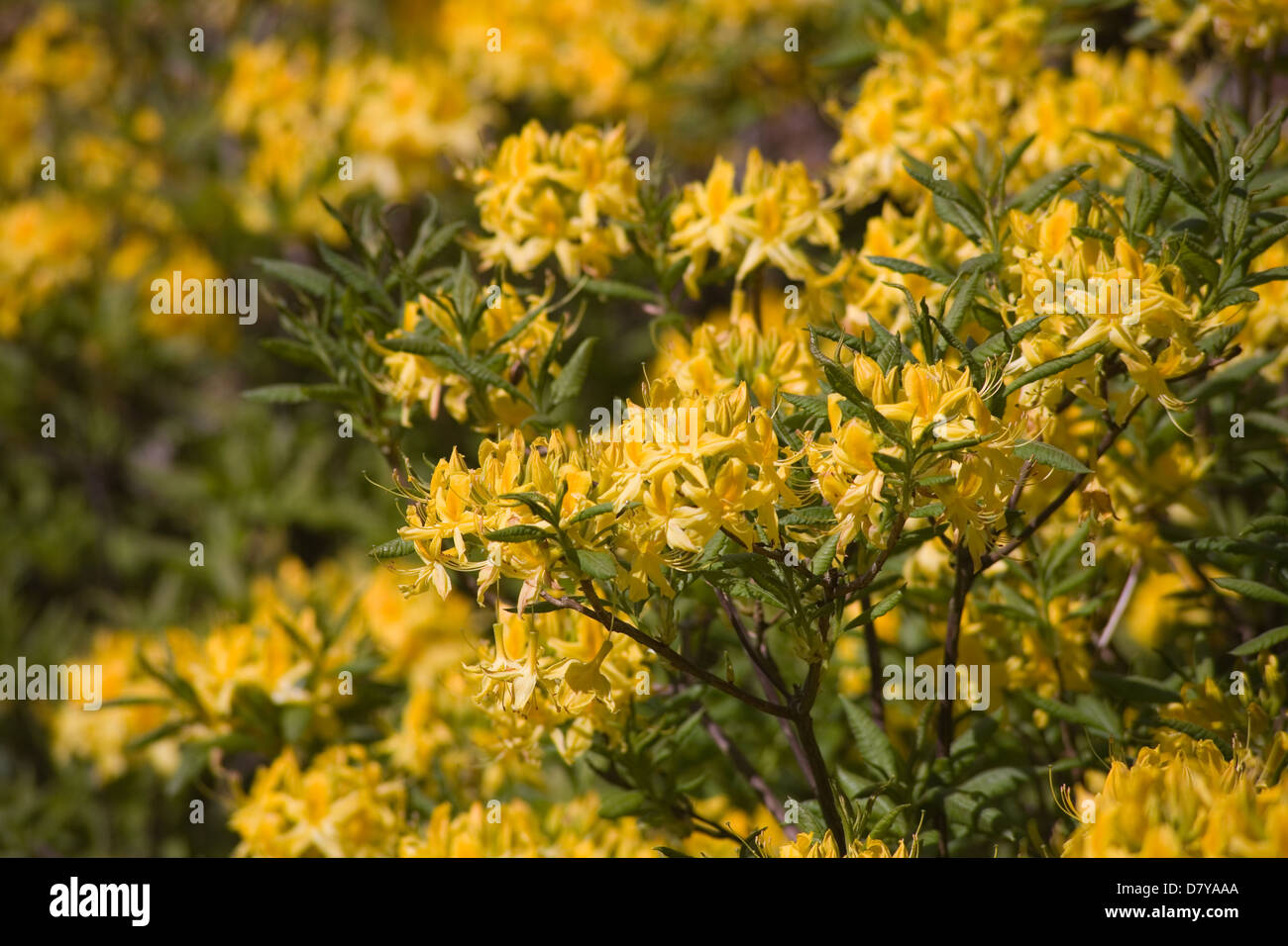 Yellow azaleas hi-res stock photography and images - Alamy