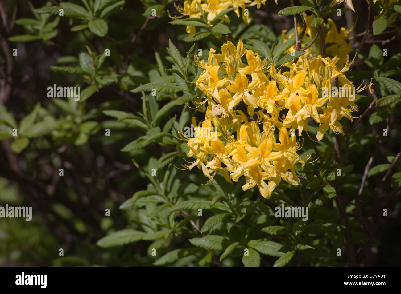 Azalea flowers and leaves Stock Photo - Alamy