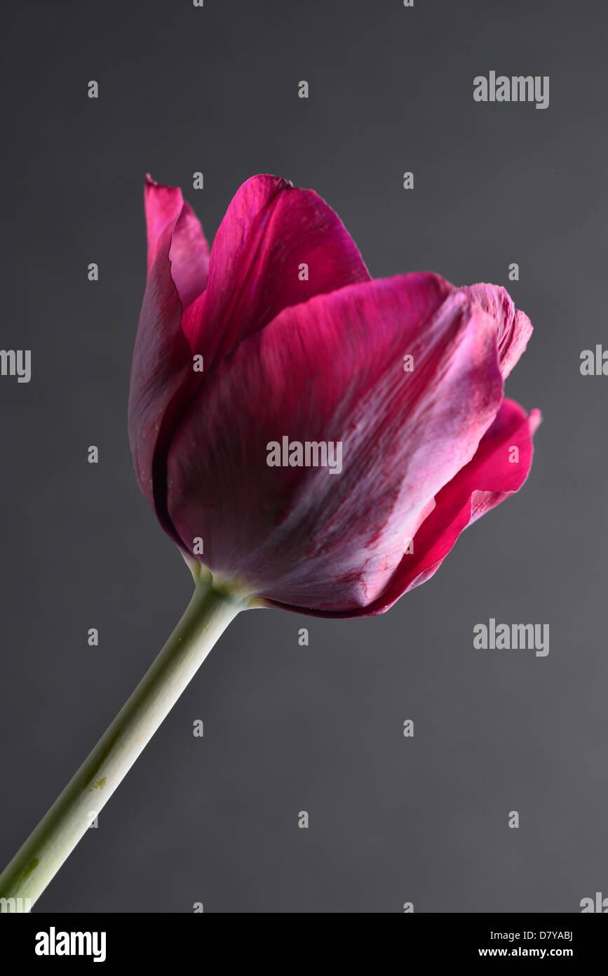 Single tulip stem in flower Stock Photo - Alamy