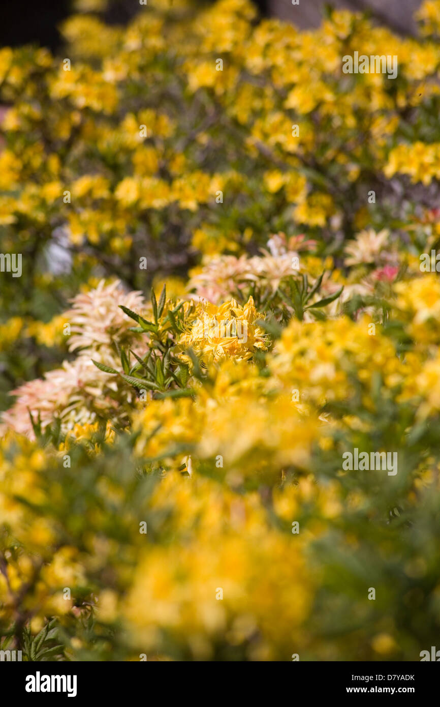 Azaleas garden hi-res stock photography and images - Alamy