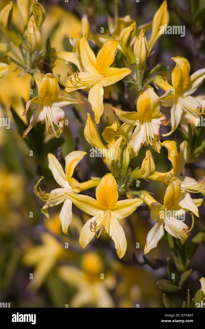 Yellow Azalea High Resolution Stock Photography and Images - Alamy