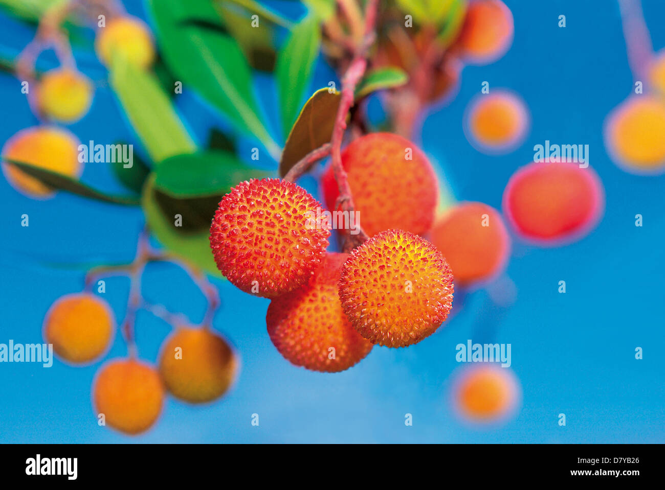 Portugal, Algarve: Tree strawberry fruits "Medronho Stock Photo - Alamy