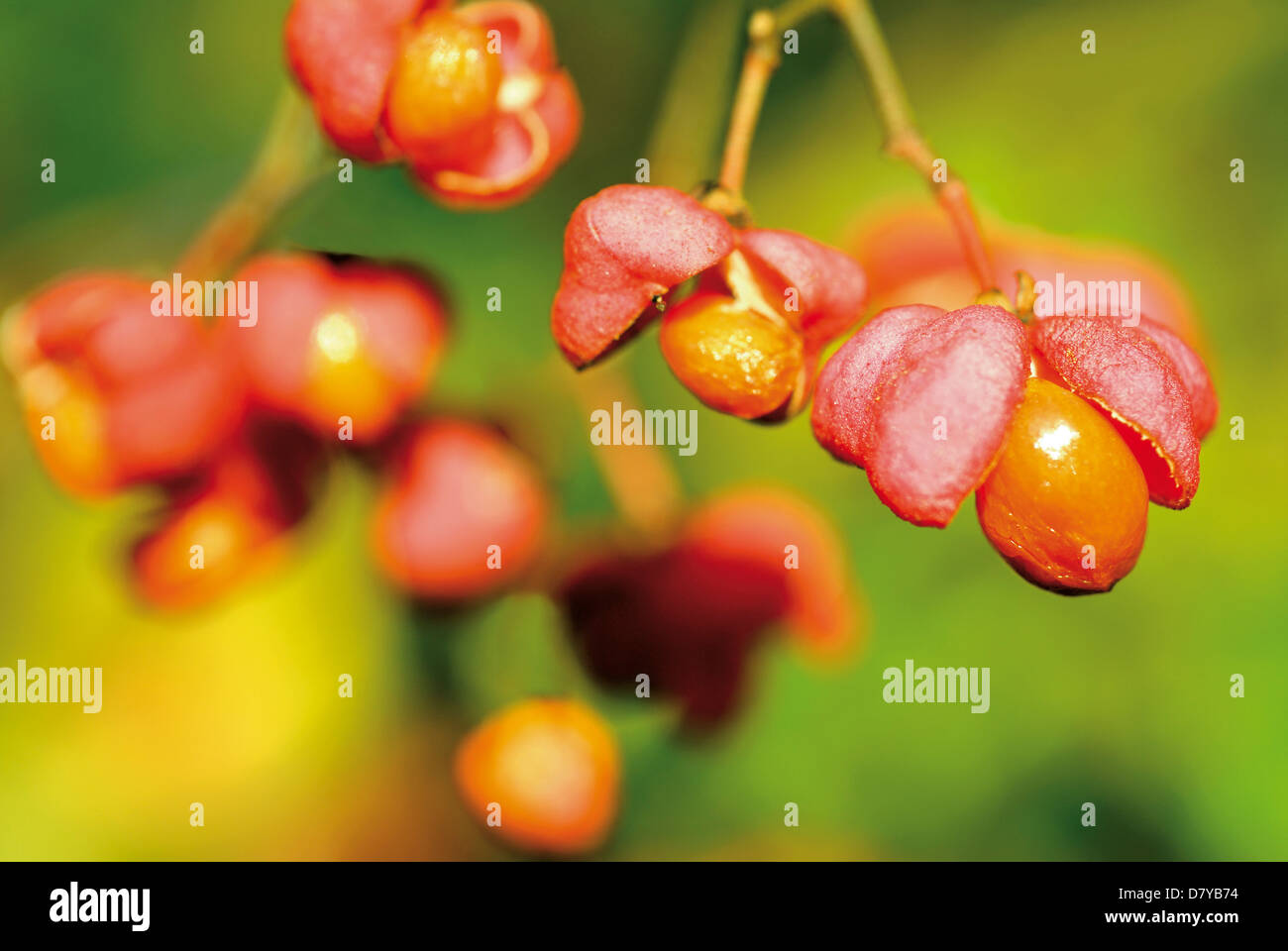 Germany, Nature Park Odenwald: Close-up of the Commom spindle fruits ...