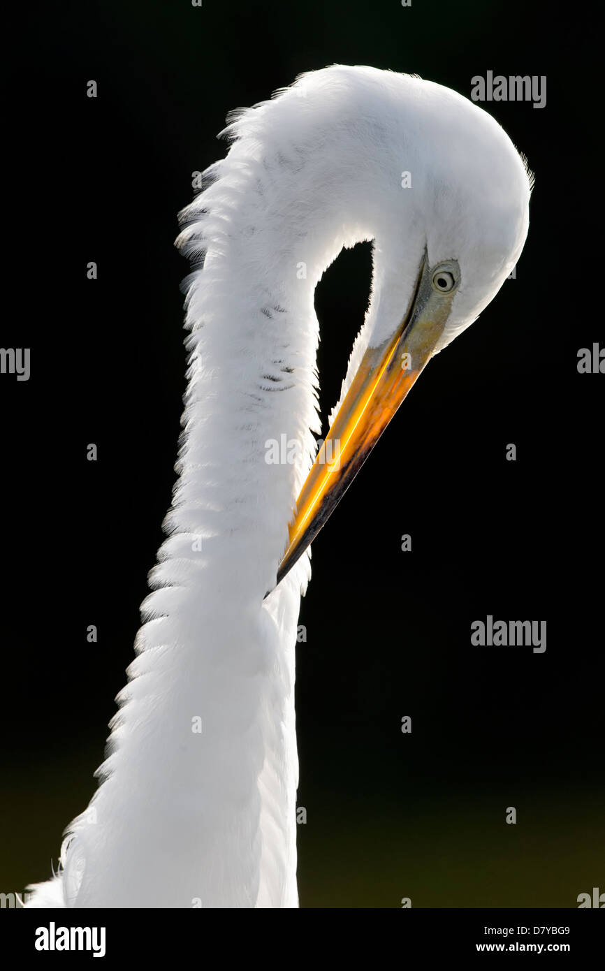 Great Egret preening - a facial close up Stock Photo - Alamy