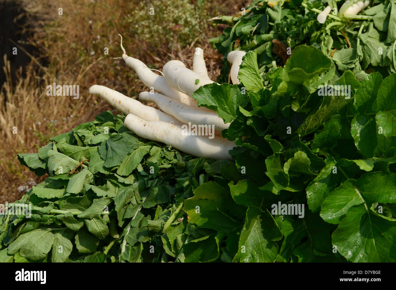 Poona maharashtra hi-res stock photography and images - Alamy