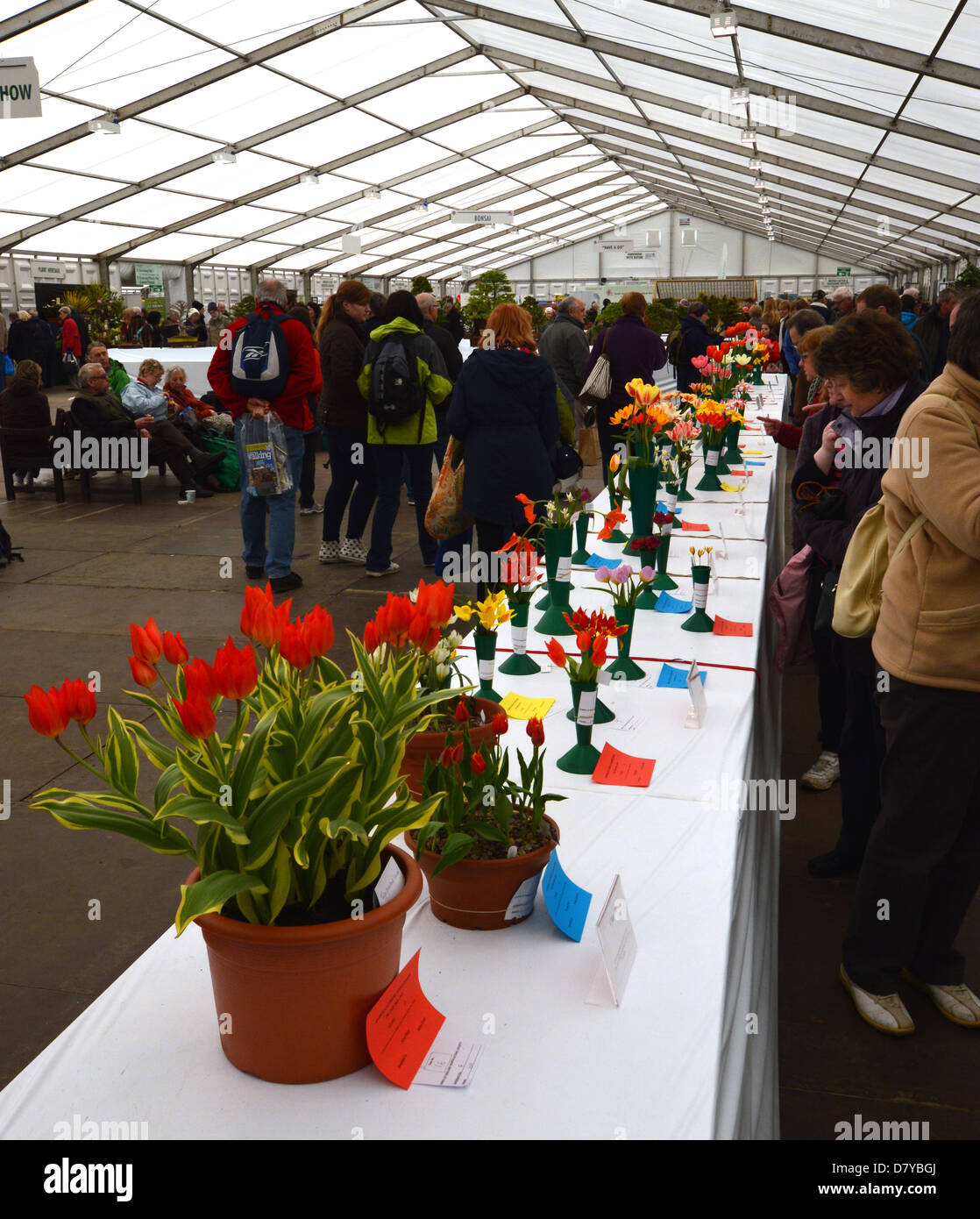 Cacti display flower show hi-res stock photography and images - Alamy