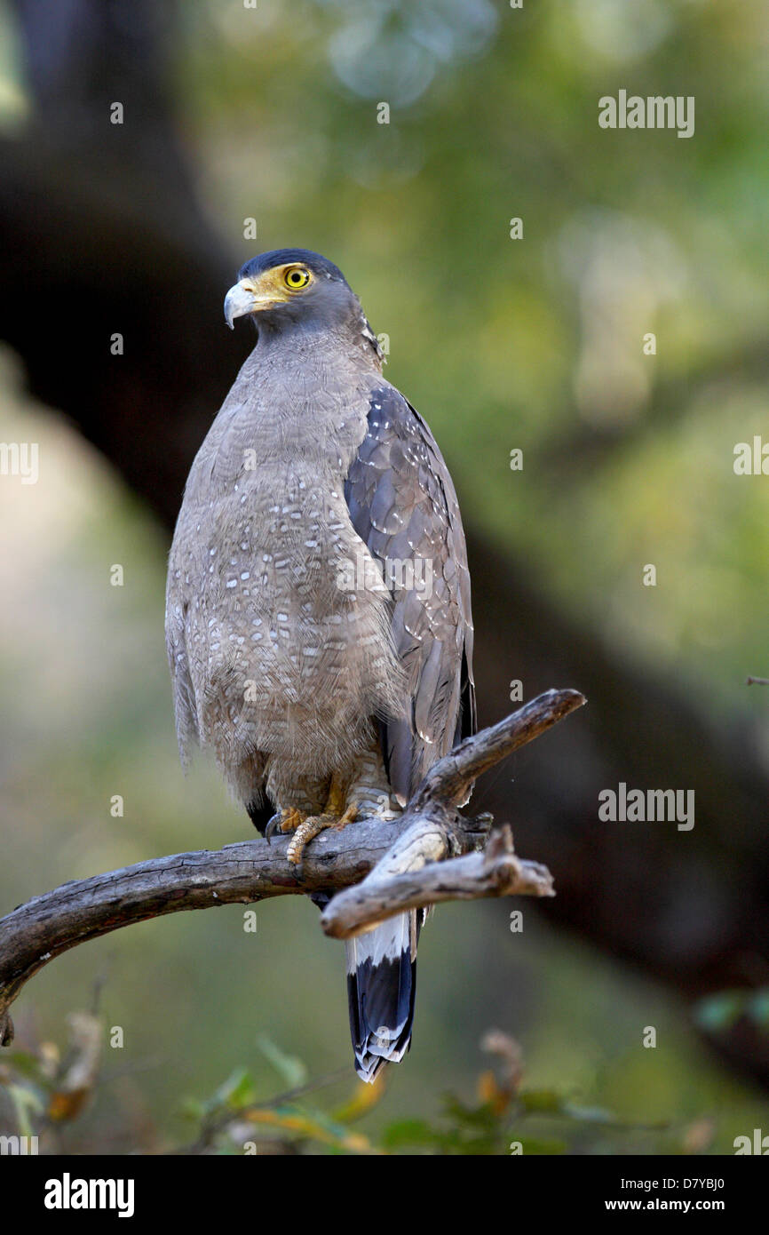 Crested serpent-eagle (Spilornis cheela), Bandhavgarh National Park ...