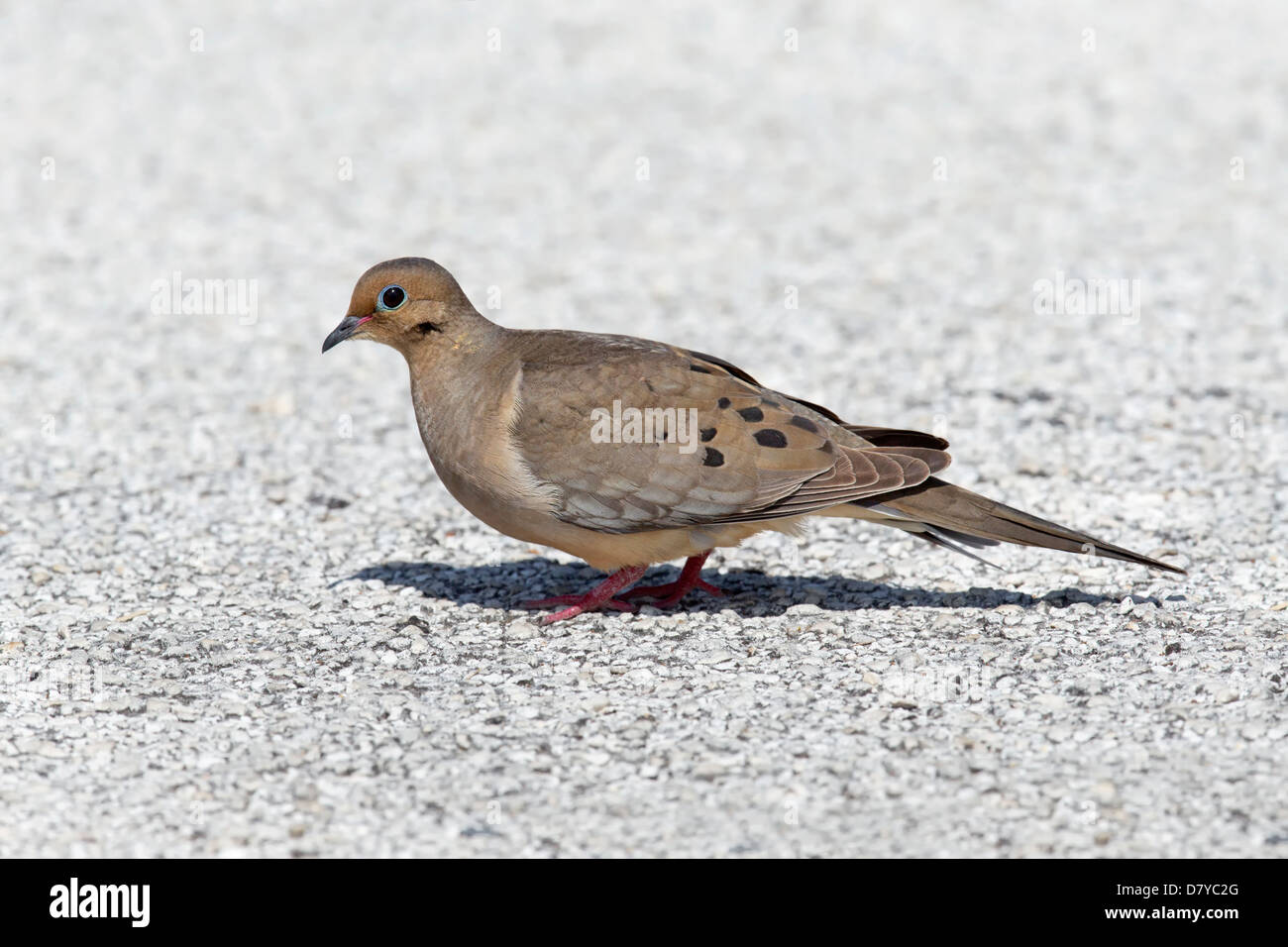 Small dove species hi-res stock photography and images - Alamy