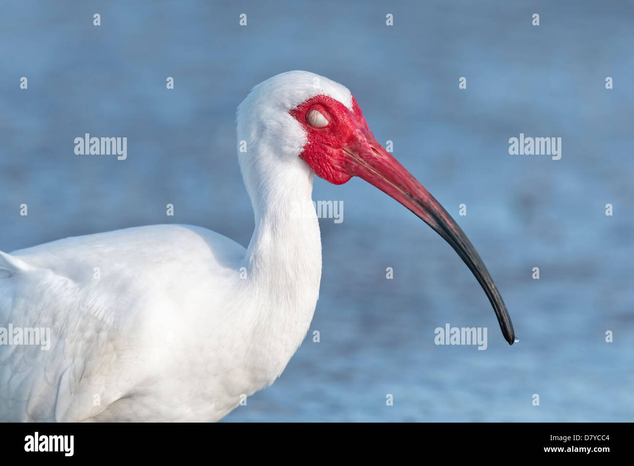 Curved bill birds hi-res stock photography and images - Alamy