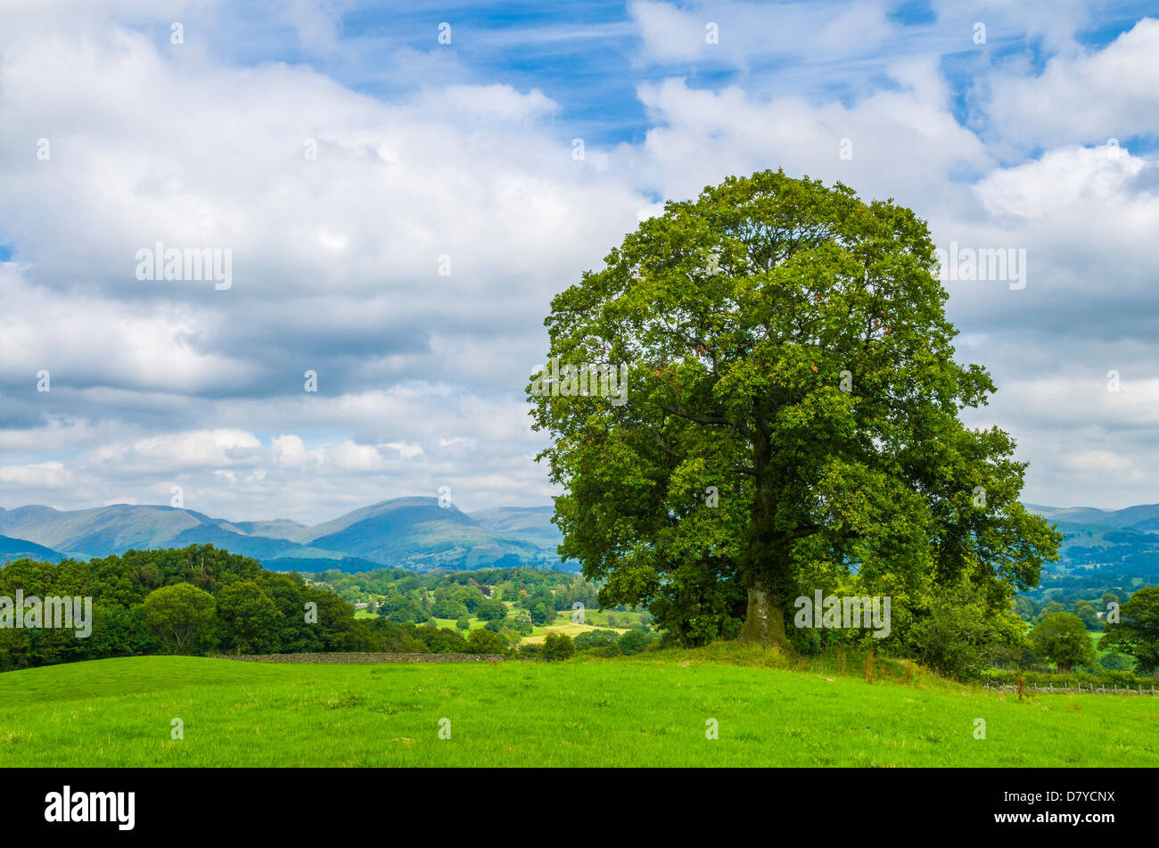 Oak tree in the Lake District National Park near Hawkshead, Cumbria ...