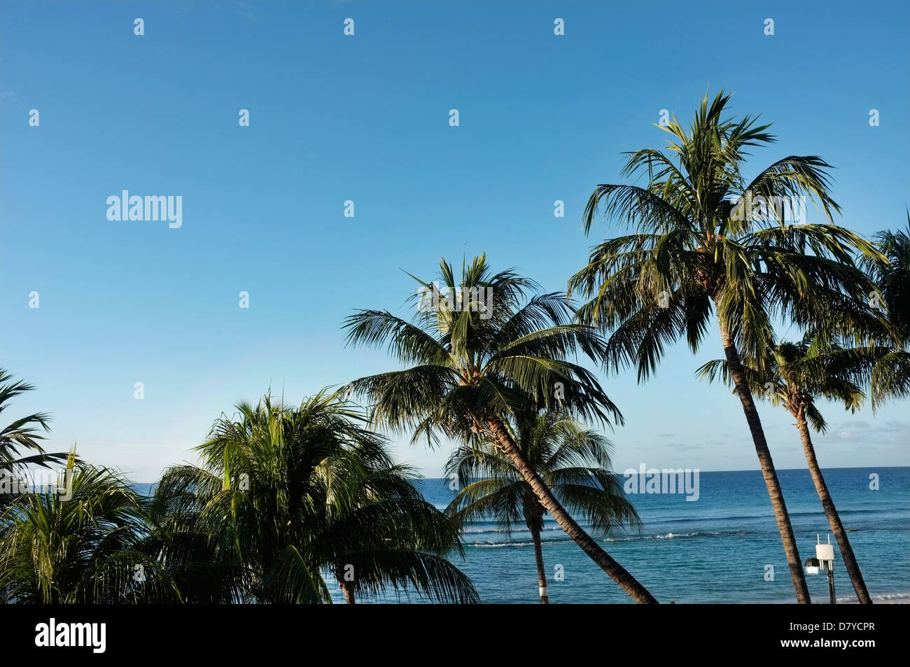 Palm trees with a good area of sky for copy Stock Photo - Alamy