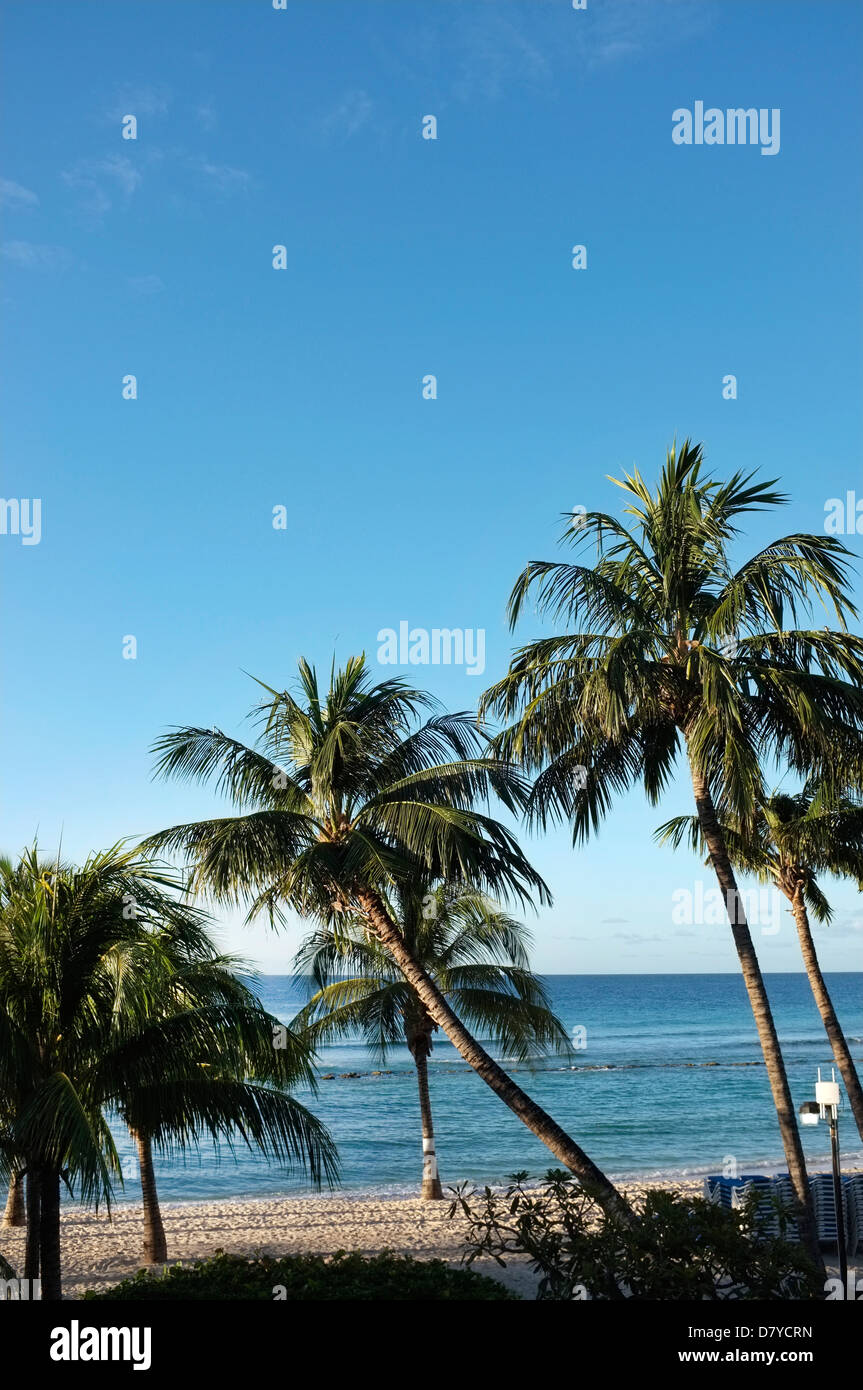 Palm trees with a good area of sky for copy Stock Photo - Alamy