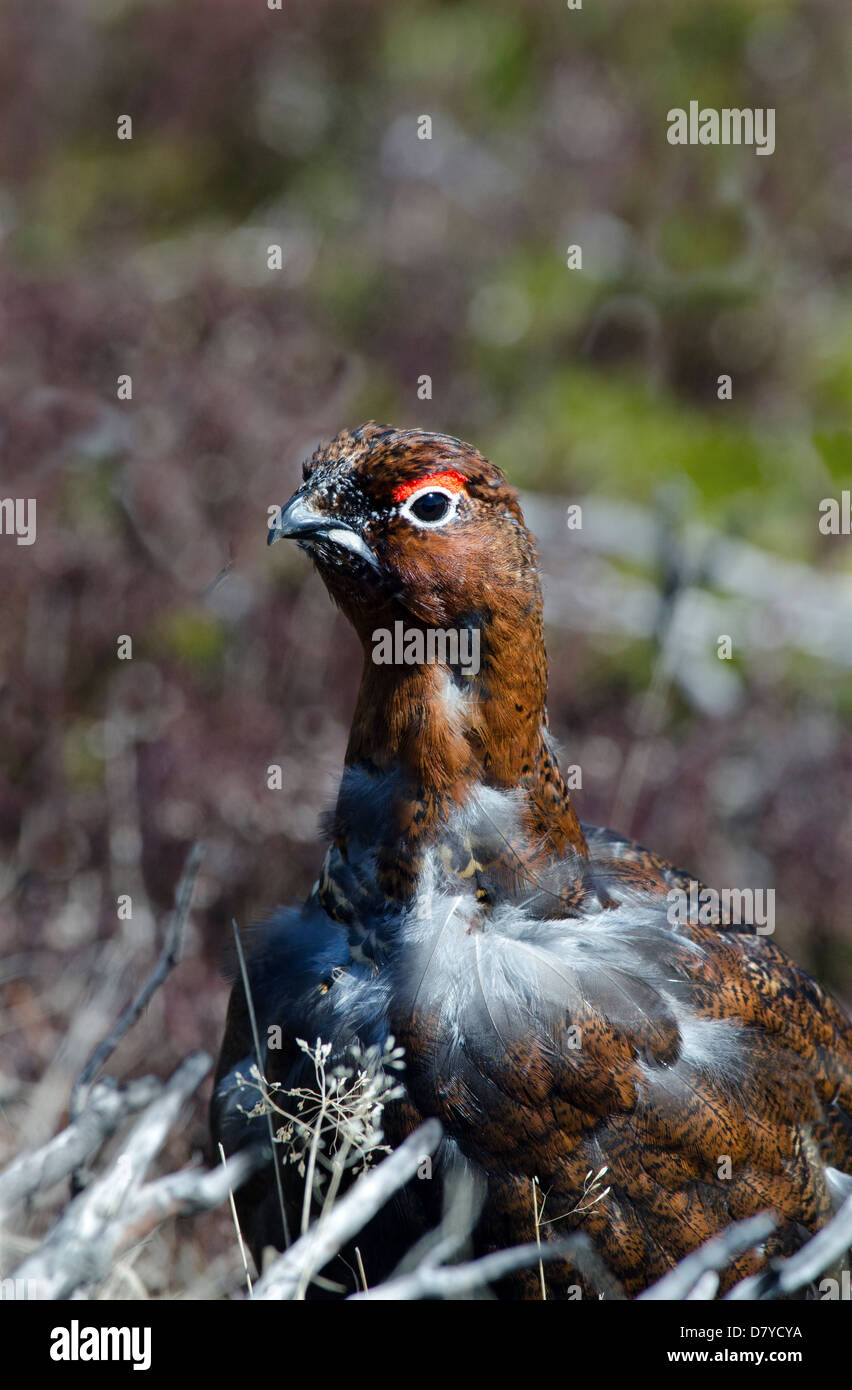 red grouse lagopus lagopus scoticus male heather moorland highlands ...