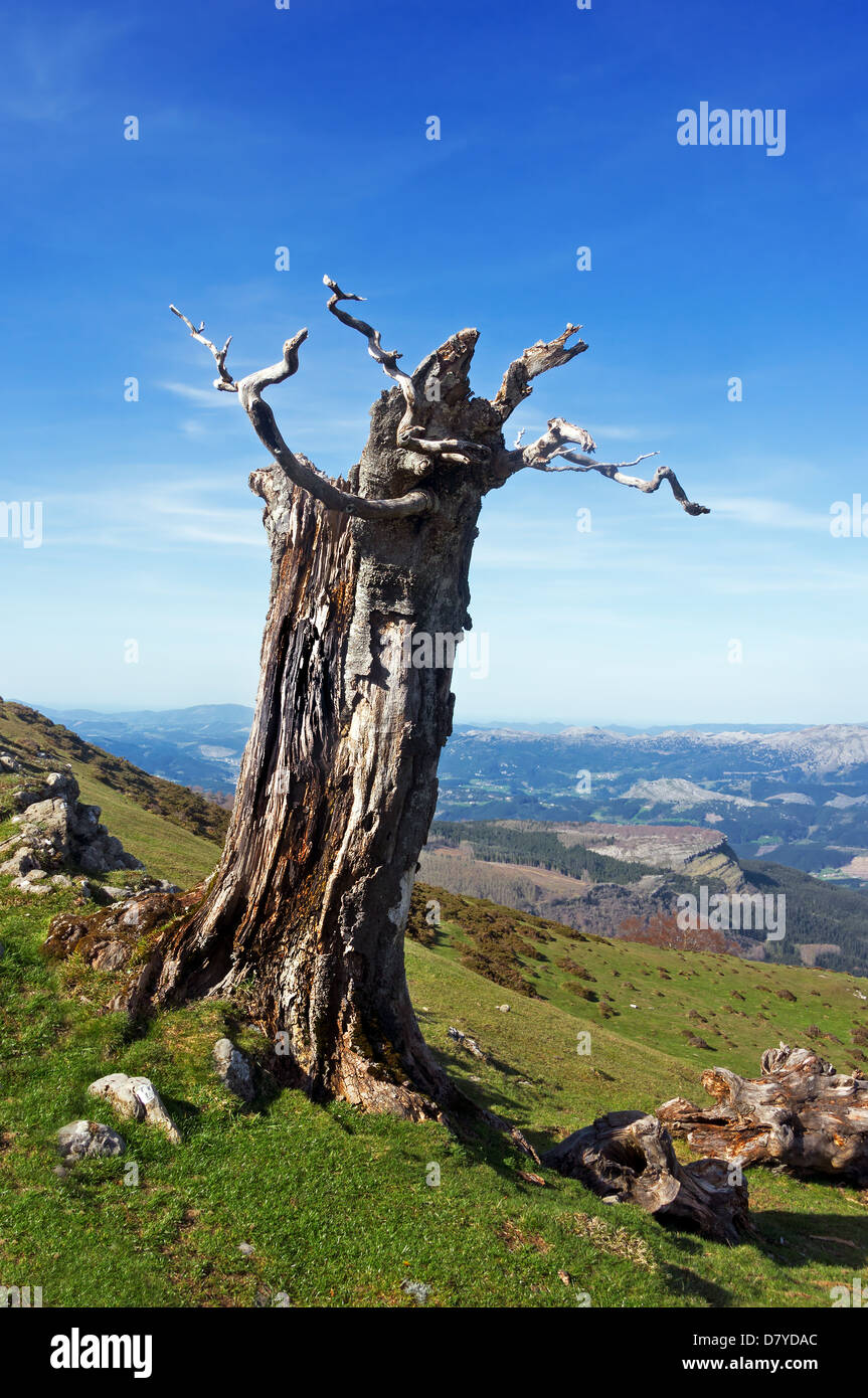 dead and dry trunk of tree Stock Photo - Alamy