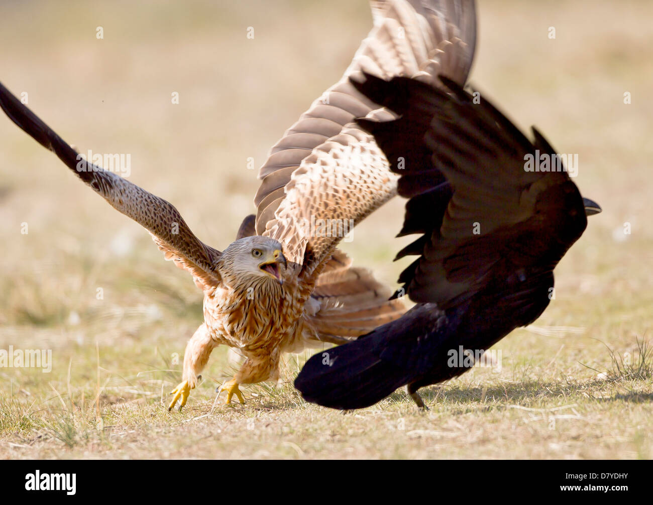 Red Kite Milvus milvus and Raven Corvus corax in aerial fight over food ...