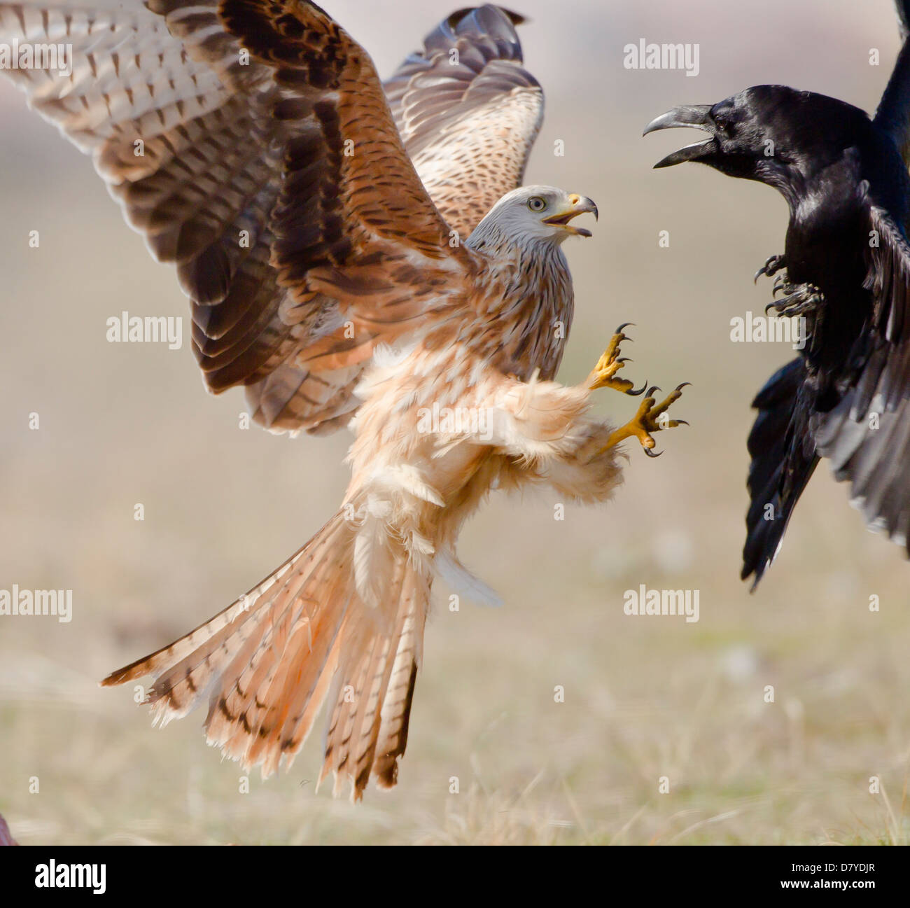 Raven fighting hi-res stock photography and images - Alamy