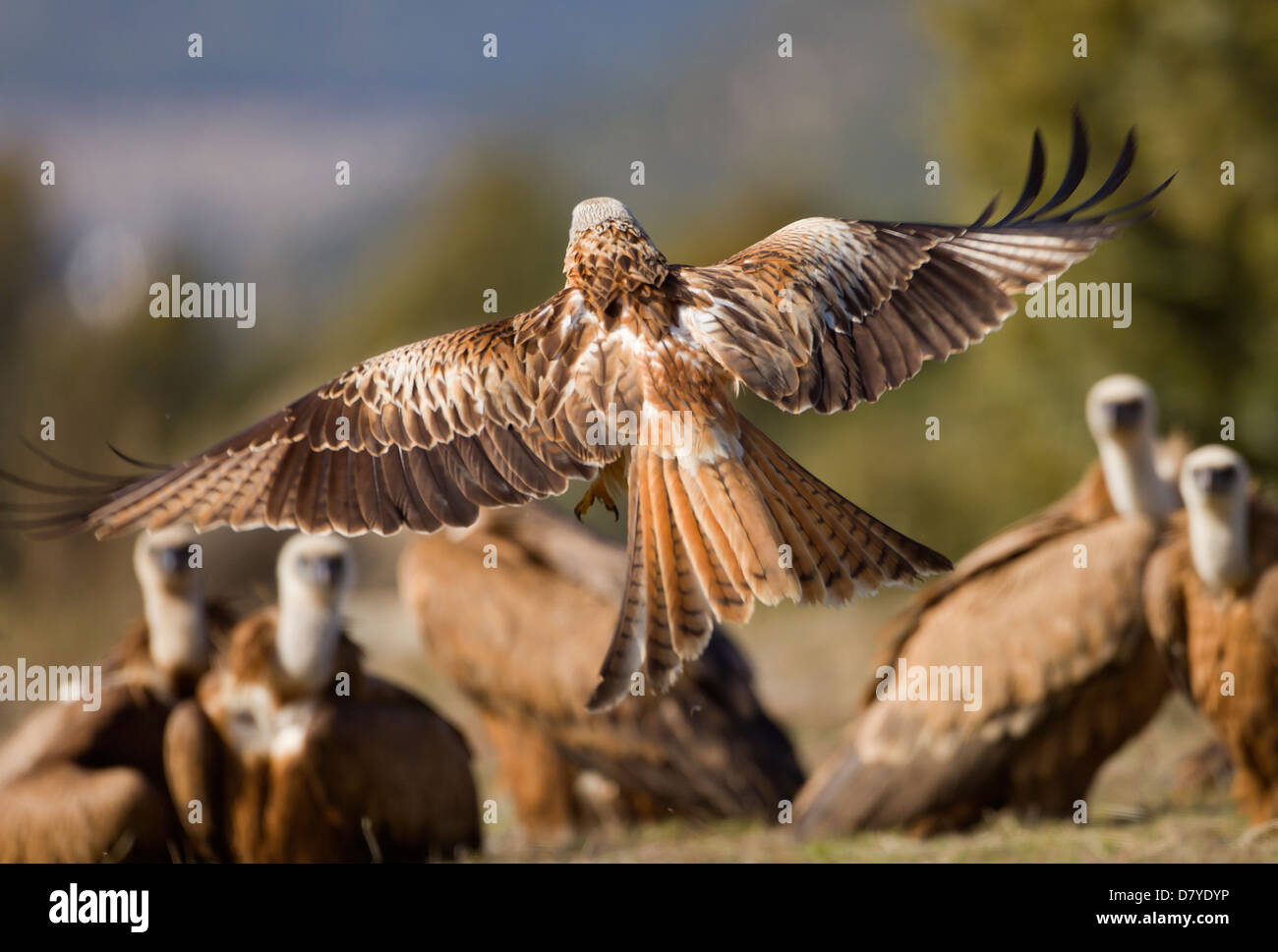Bird attack pose hi-res stock photography and images - Alamy