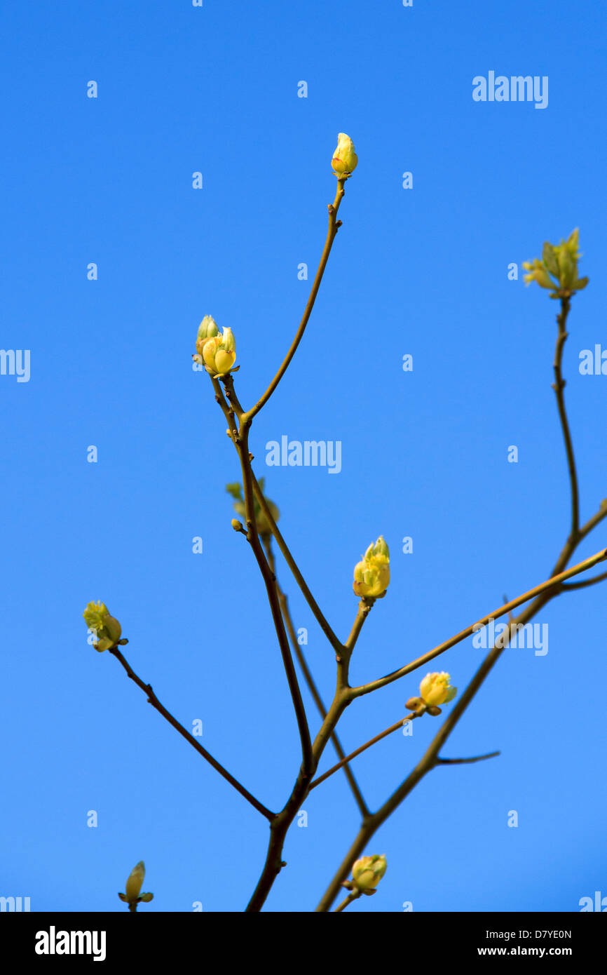 Tree with yellow buds Stock Photo - Alamy