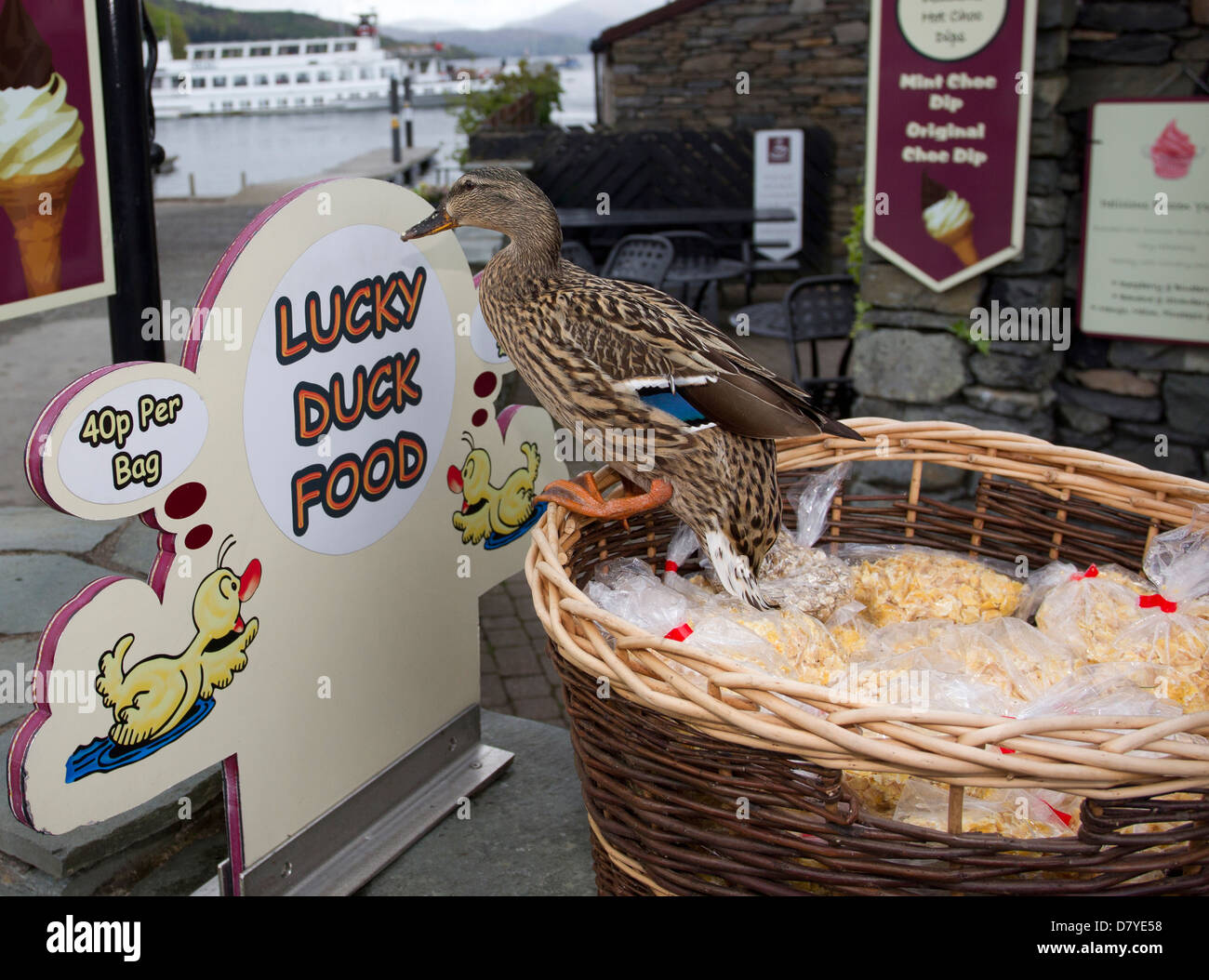 Lucky Duck High Resolution Stock Photography and Images - Alamy