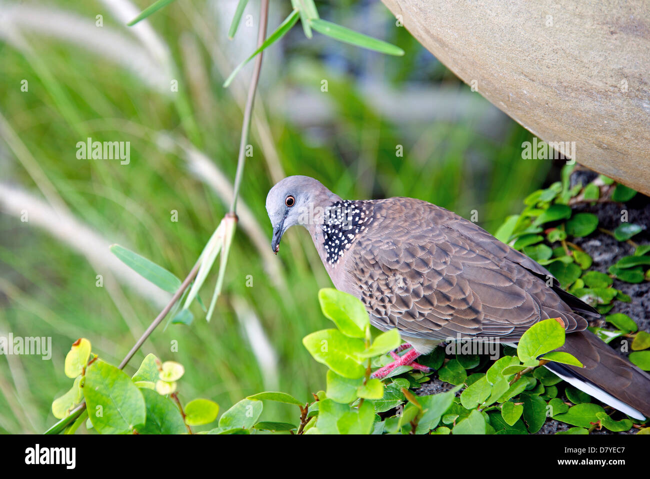 Proper tropical wild wood pigeon Columba palumbus Stock Photo - Alamy