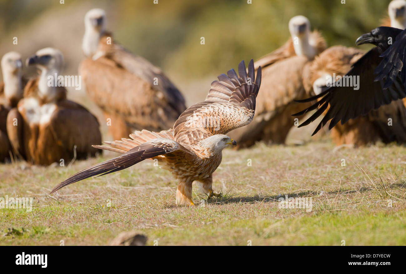 red kite and raven fight over carrion in spain Stock Photo - Alamy