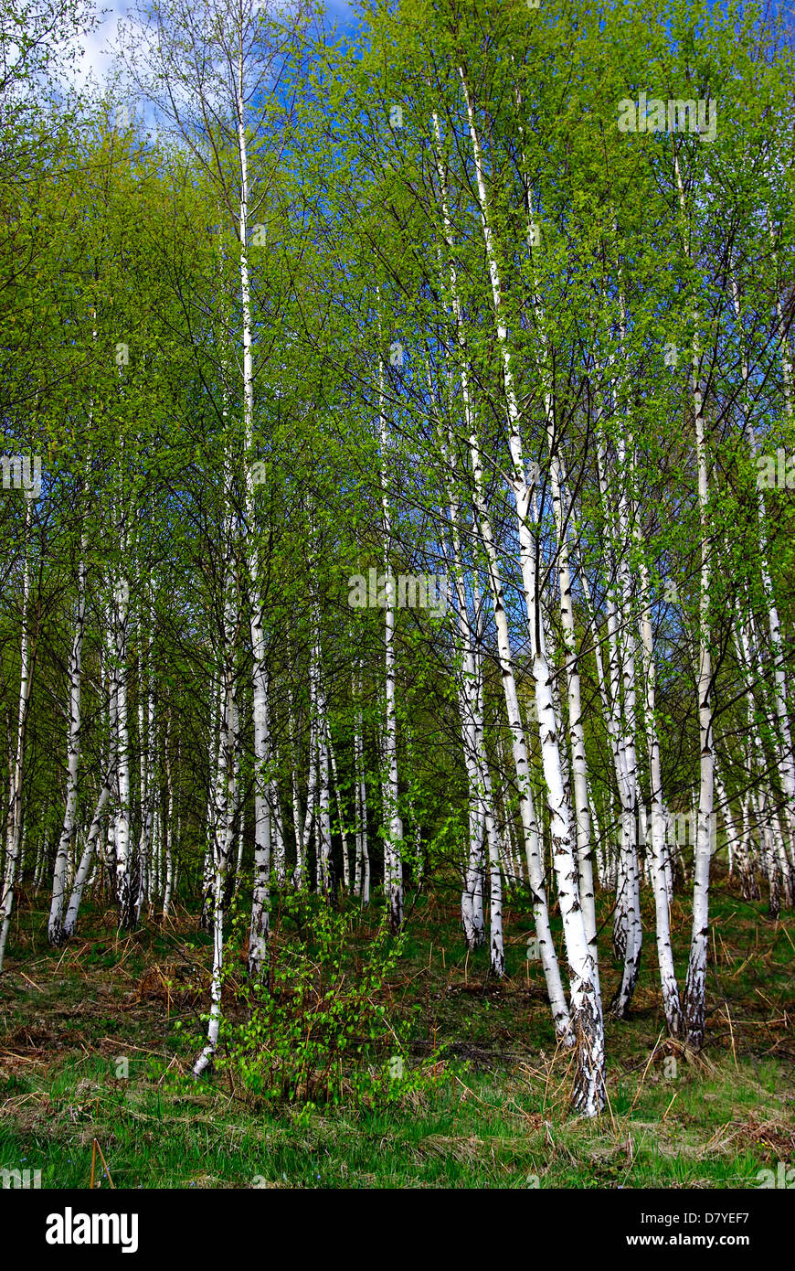 Tall birch trunk hi-res stock photography and images - Alamy