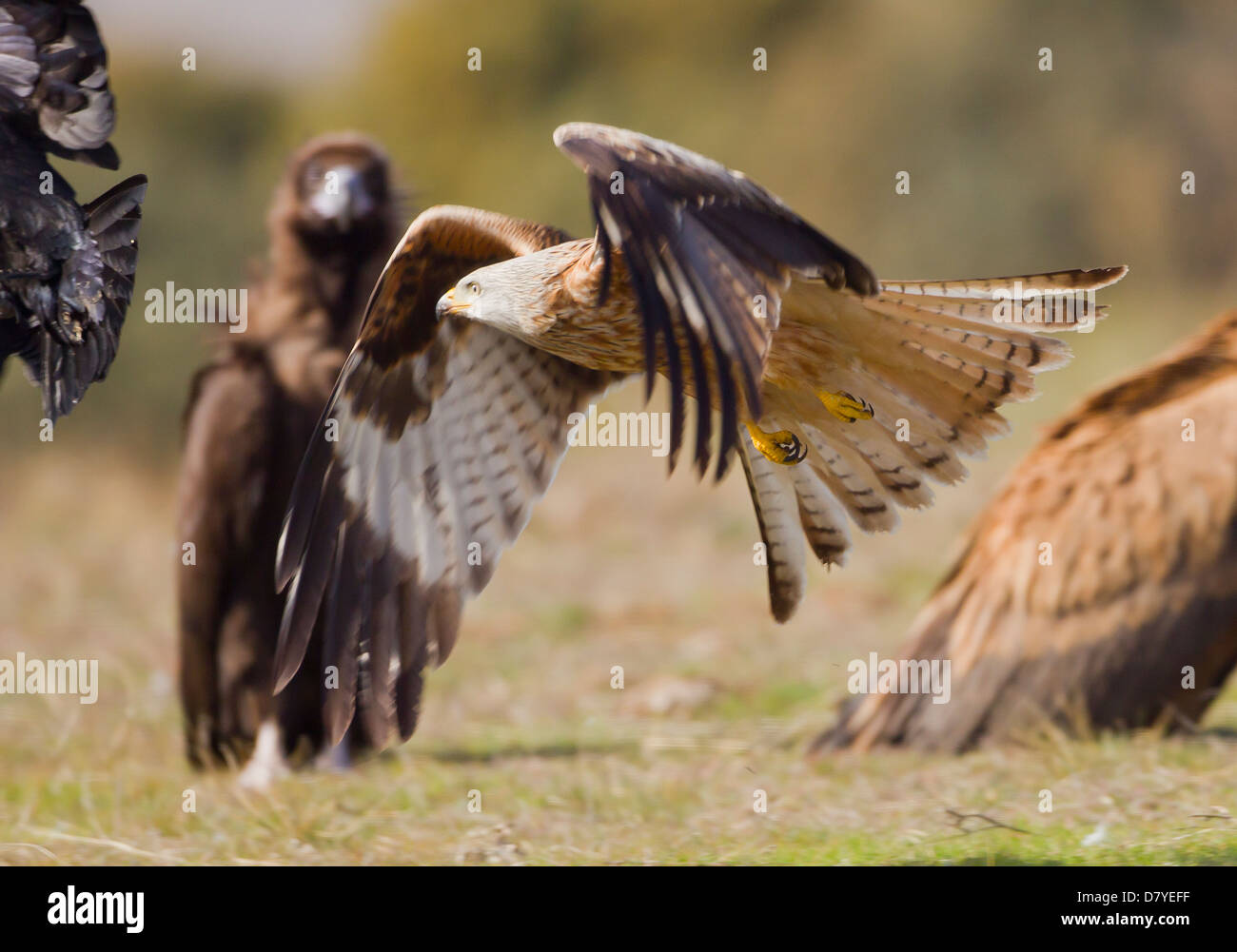 Aerial fight hi-res stock photography and images - Alamy