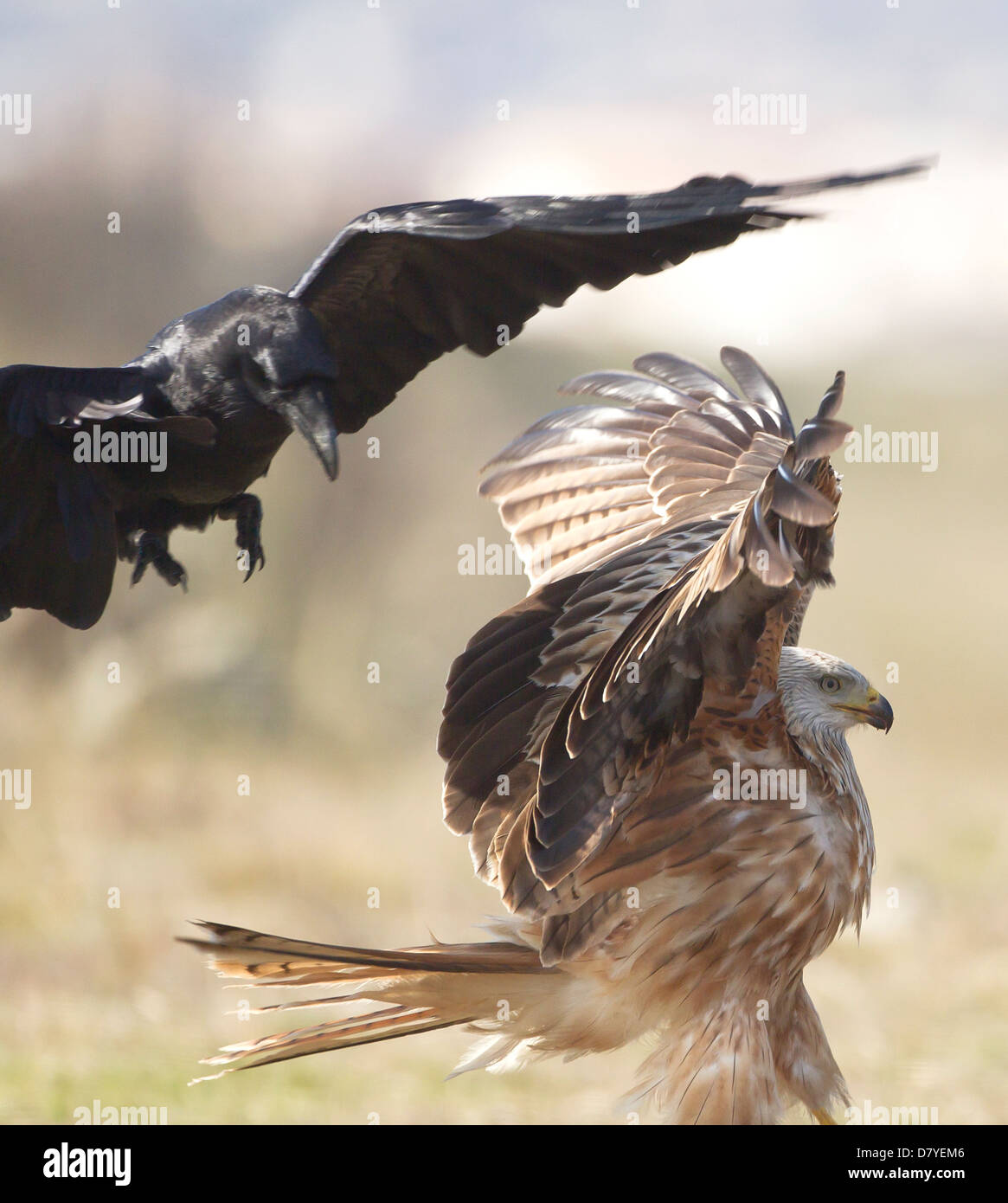 Raven fighting hi-res stock photography and images - Alamy