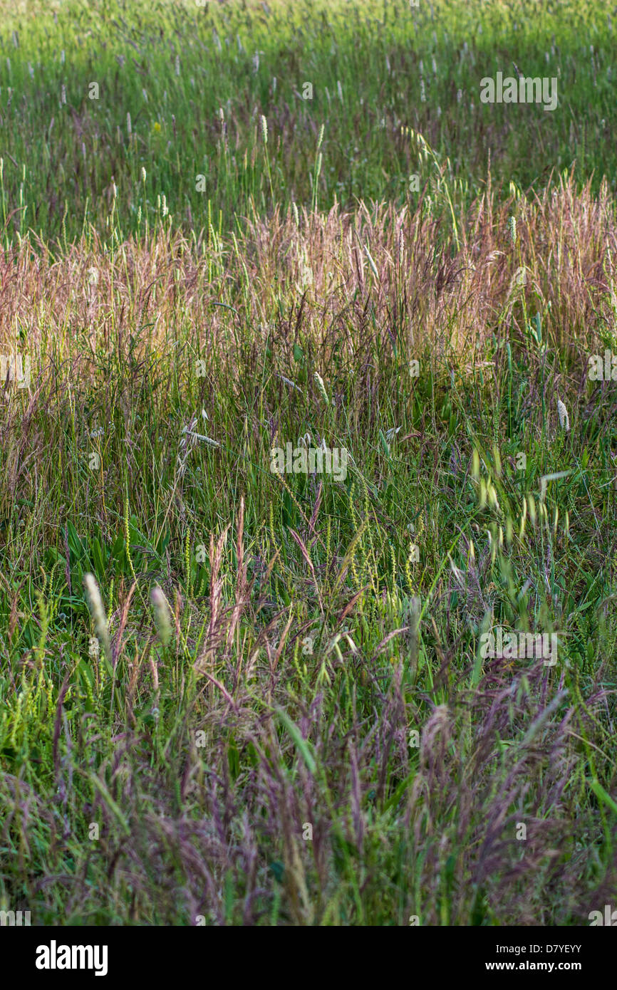 A simple shot of a hay field Stock Photo - Alamy