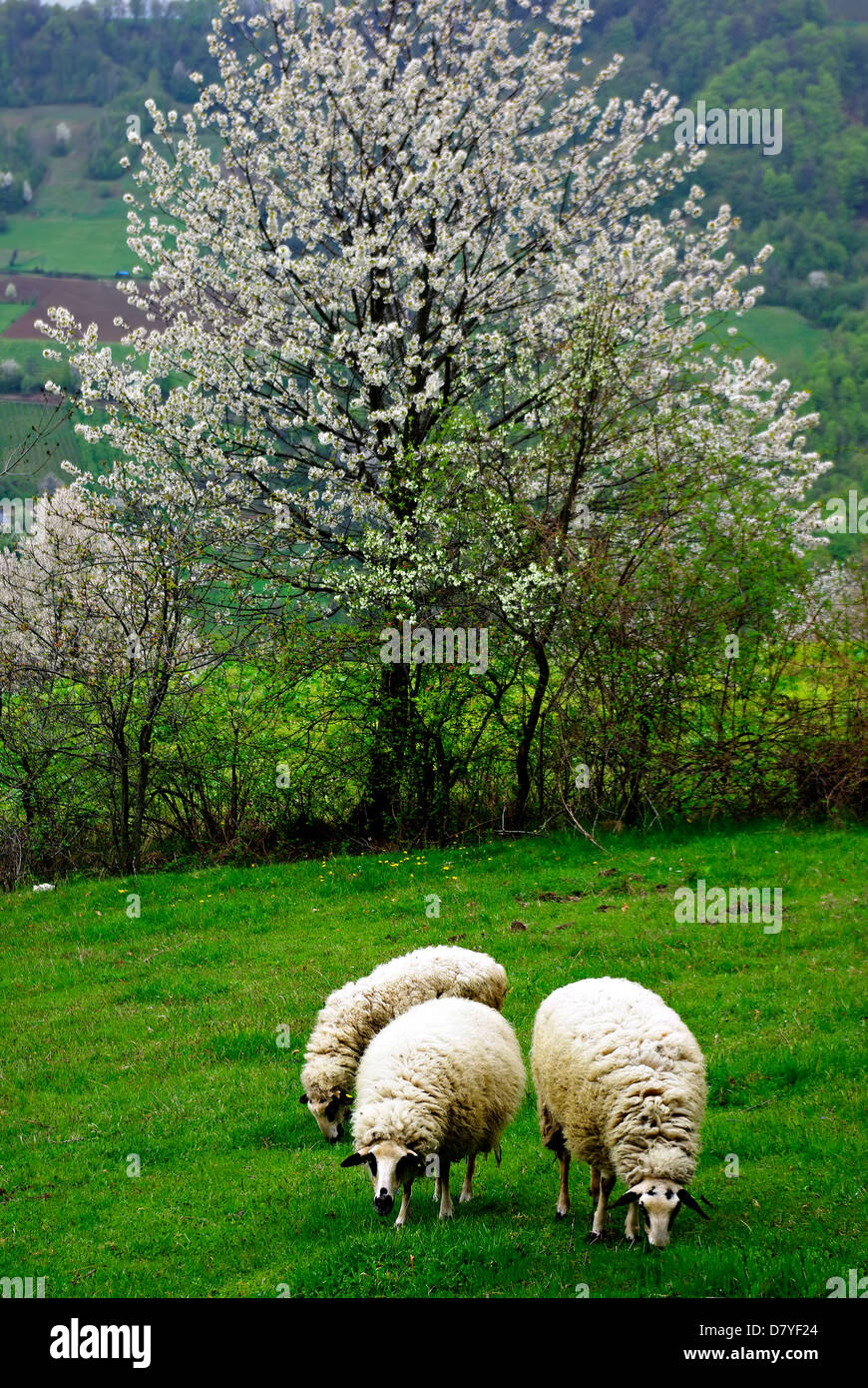 Sheep eating fresh green grass at meadow, white blossom tree at ...
