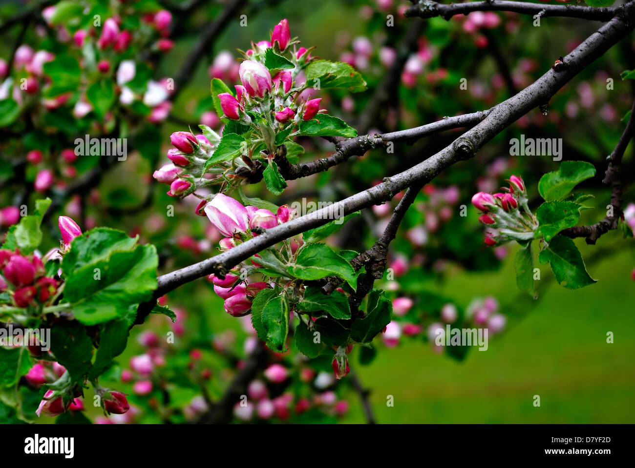 A branch with fresh pink buds at cold spring day Stock Photo - Alamy