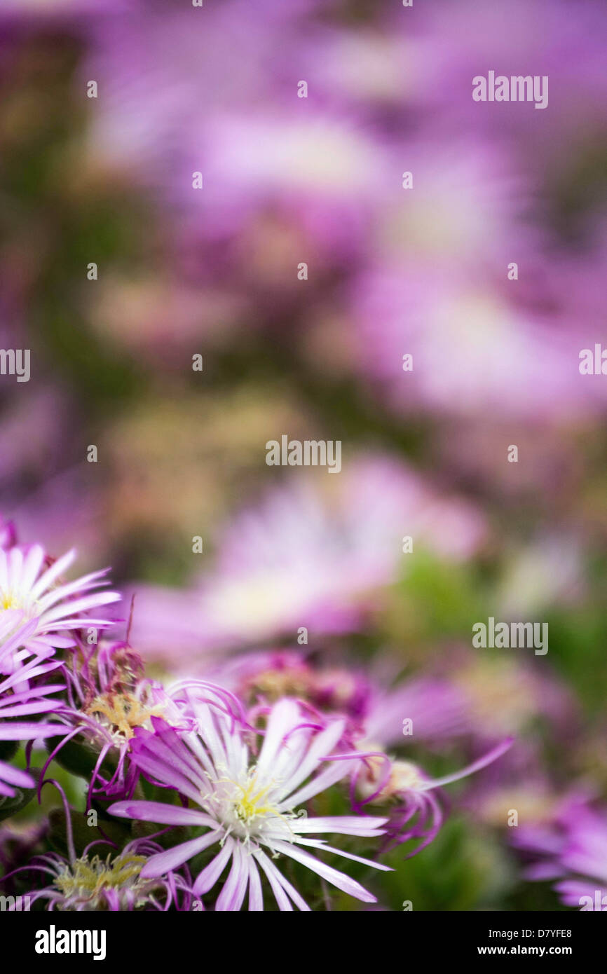Photo of some beach flowers in Albufeira Stock Photo - Alamy
