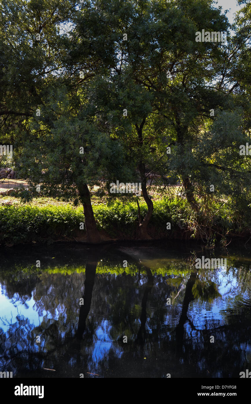 Trees on the river bank Stock Photo - Alamy