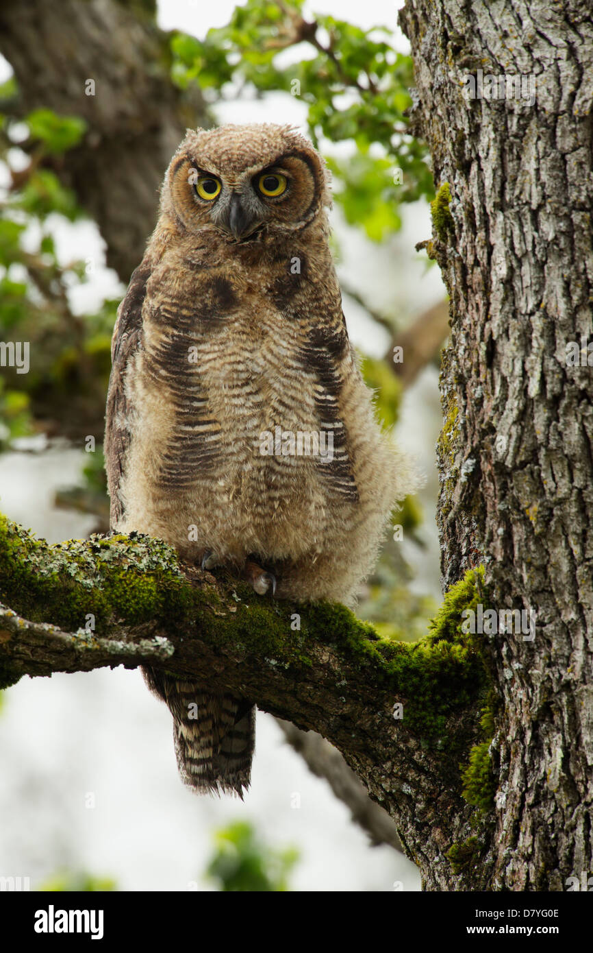Large oak tree hi-res stock photography and images - Alamy