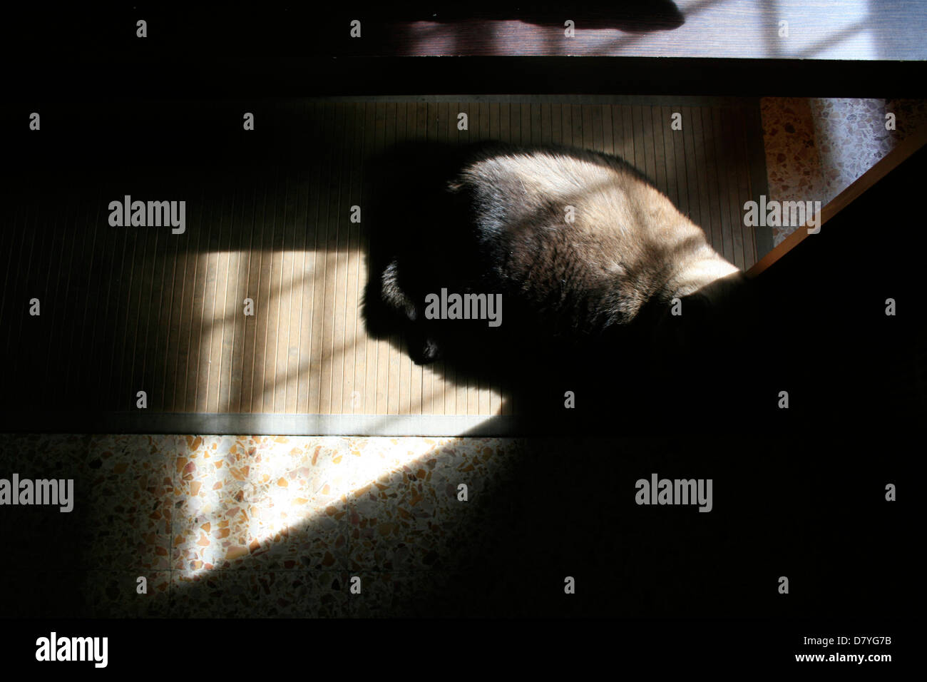 cat sitting on mat in room in house Stock Photo - Alamy