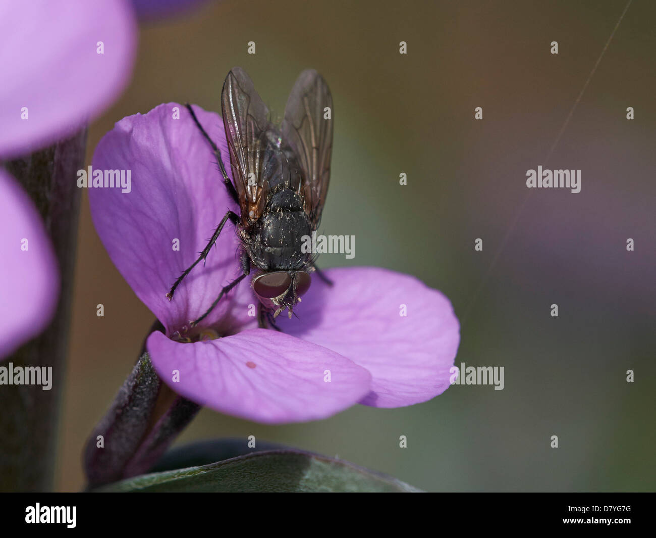 House Fly on flowering plant Stock Photo - Alamy