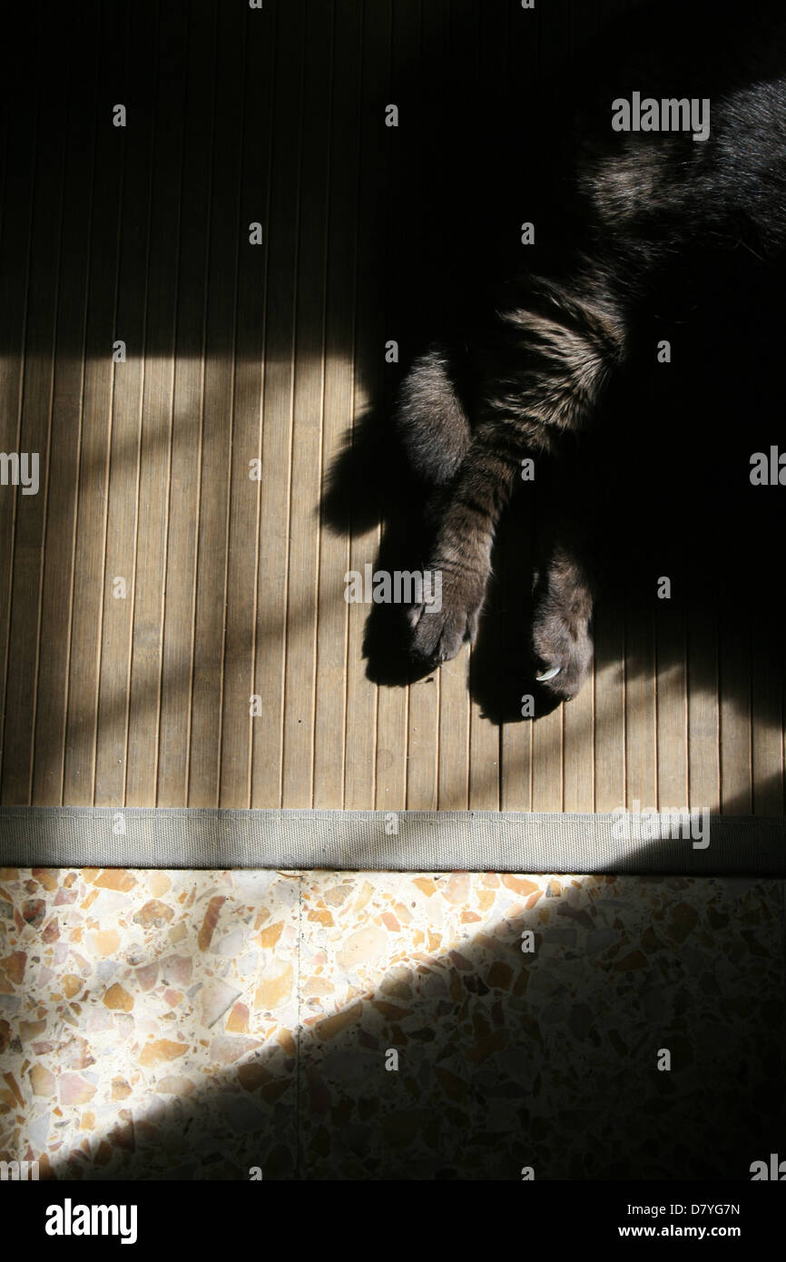 Grey cat lying on a mat hi-res stock photography and images - Alamy