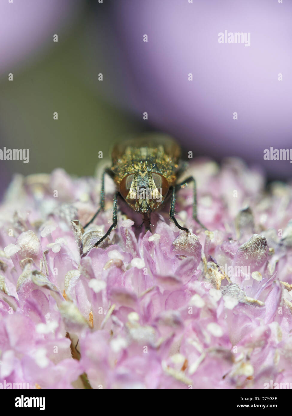 House Fly on flowering plant Stock Photo - Alamy